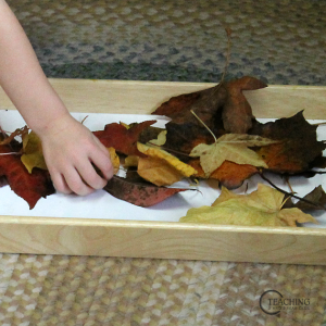 Preschool Leaf Sorting Activity with Free Printable Cards