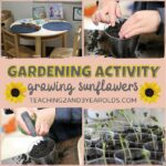 Our Favorite Preschool Garden Activity with Sunflowers