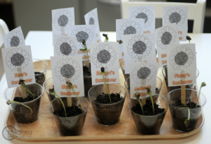 Our Favorite Preschool Garden Activity with Sunflowers