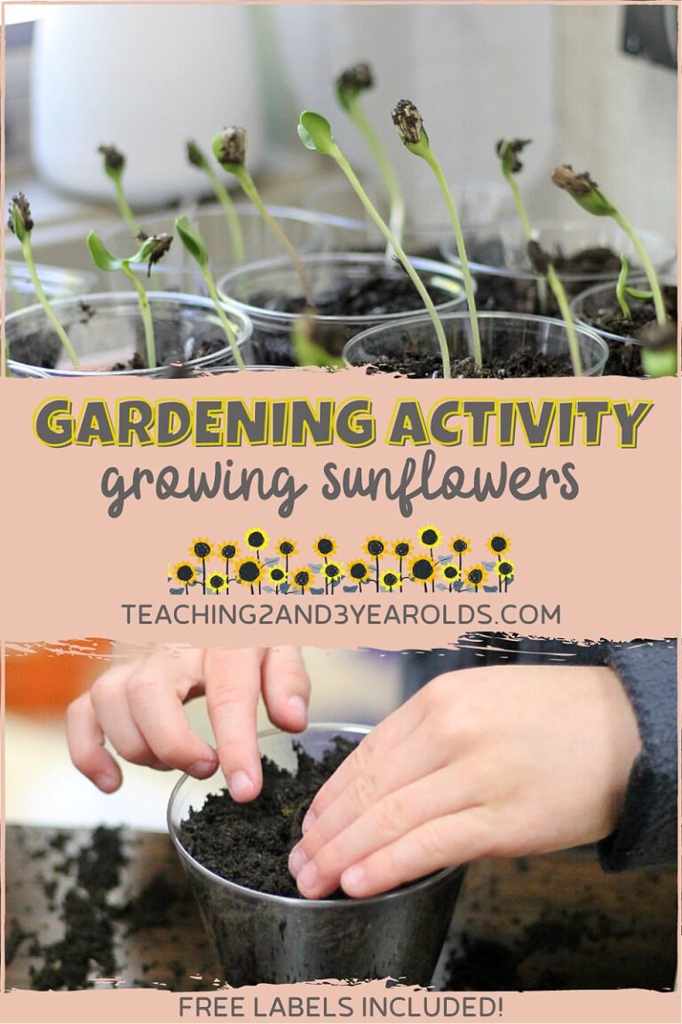 Our Favorite Preschool Garden Activity with Sunflowers