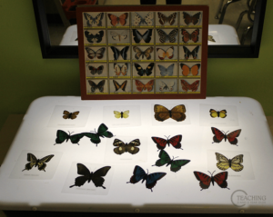 Setting up the Classroom for the Butterfly Theme