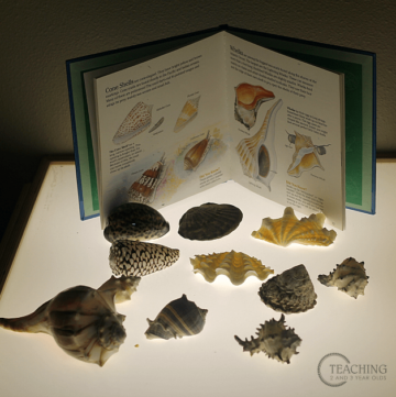 Preschool Ocean Theme Activities