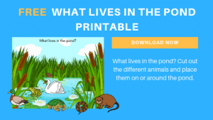 Free Who Lives in the Pond Printable Activity