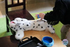 Veterinarian Preschool Pets Theme Dramatic Play Activity